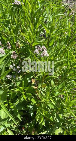 marsh baccharis (Baccharis glutinosa Stock Photo - Alamy