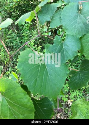(Vitis cinerea cinerea Stock Photo - Alamy