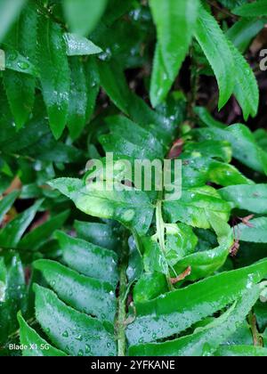 Christmas fern leaf curl (Taphrina polystichi Stock Photo - Alamy
