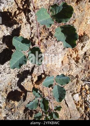 Running Postman (Kennedia prostrata Stock Photo - Alamy