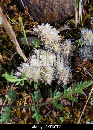 Algerian Tea (Paronychia argentea Stock Photo - Alamy