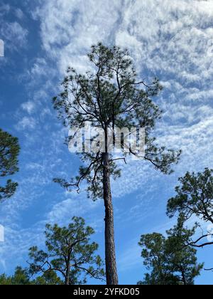 Typical Slash Pine (Pinus elliottii elliottii Stock Photo - Alamy