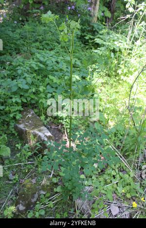 tall meadow-rue (Thalictrum pubescens Stock Photo - Alamy