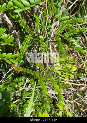 Water locust (Gleditsia aquatica Stock Photo - Alamy
