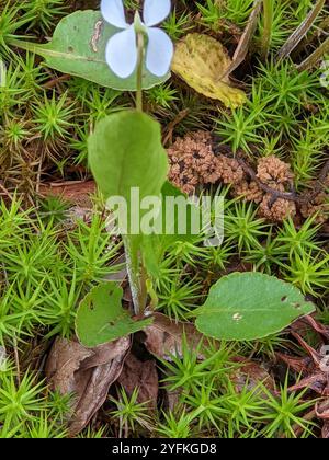 Viola primulifolia L Stock Photo - Alamy