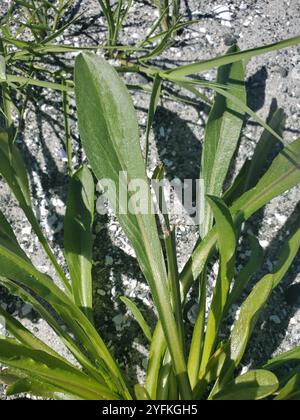 Oregon Gumplant (Grindelia stricta Stock Photo - Alamy