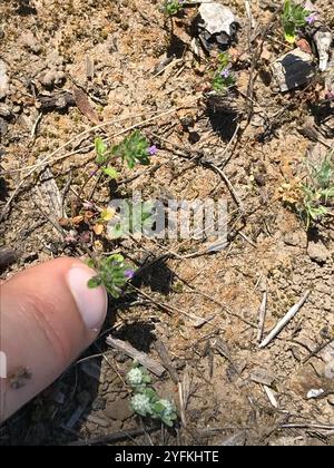 thyme-leaved pogogyne (Pogogyne serpylloides Stock Photo - Alamy