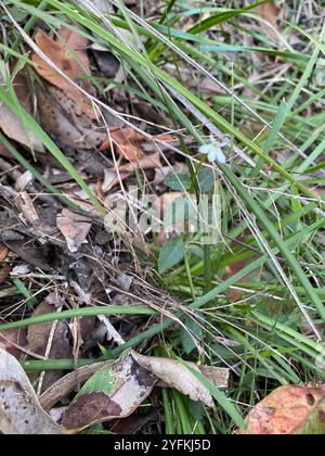 White Root (Lobelia purpurascens Stock Photo - Alamy
