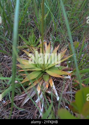 Yellow Colicroot (Aletris lutea Stock Photo - Alamy