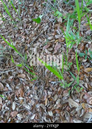 Maidencane (Panicum hemitomon Stock Photo - Alamy