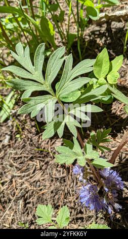 alpine waterleaf (Hydrophyllum alpestre Stock Photo - Alamy