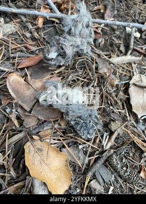 Mice, Rats, and Hamsters (Myomorpha Stock Photo - Alamy
