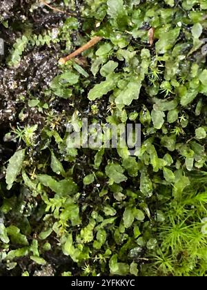 dwarf filmy fern (Didymoglossum petersii Stock Photo - Alamy