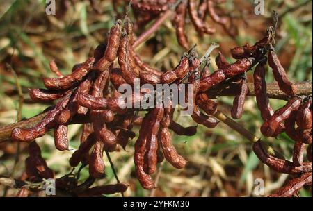 (Indigofera cryptantha cryptantha Stock Photo - Alamy