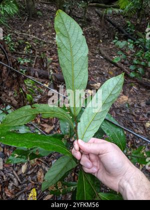 White Walnut (Cryptocarya obovata Stock Photo - Alamy