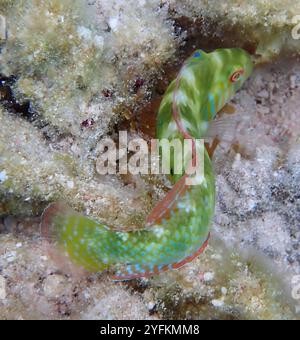 Green Razorfish (Xyrichtys splendens Stock Photo - Alamy