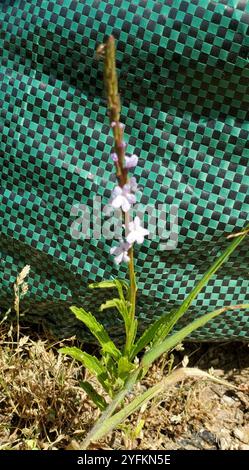 Narrowleaf Vervain (Verbena simplex Stock Photo - Alamy