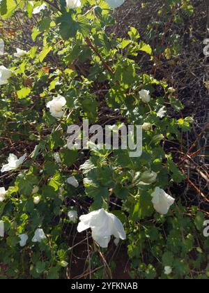 Rocky Mountain raspberry (Rubus deliciosus Stock Photo - Alamy