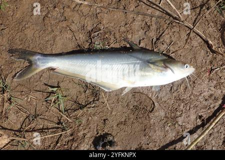 silver butter catfish (Schilbe intermedius Stock Photo - Alamy