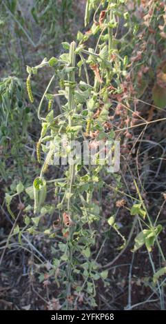 three-seeded mercuries (Acalypha Stock Photo - Alamy