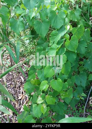 frost grape (Vitis vulpina Stock Photo - Alamy