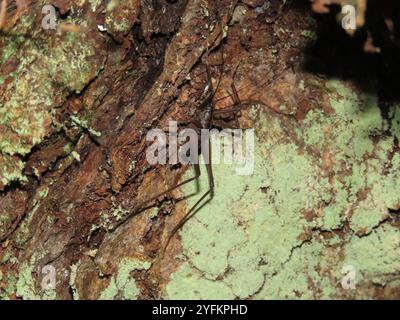 Square-legged Camel Cricket (Tropidischia xanthostoma Stock Photo - Alamy