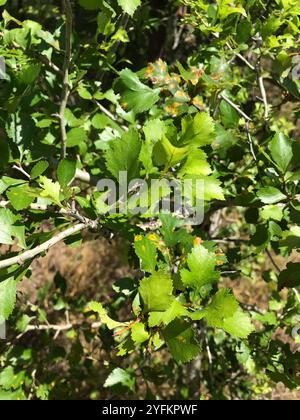 green hawthorn (Crataegus viridis Stock Photo - Alamy