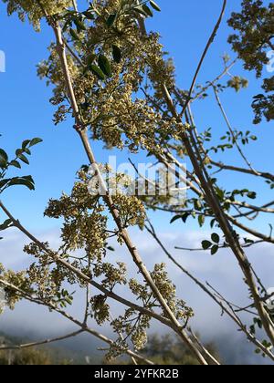 California Ash (Fraxinus dipetala Stock Photo - Alamy