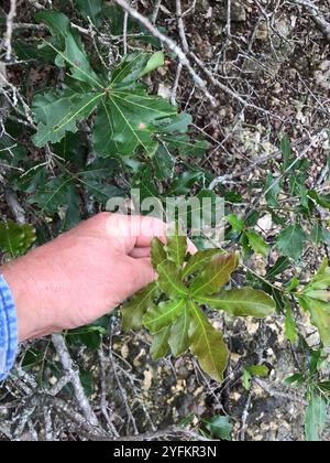 White Shin Oak (Quercus sinuata breviloba Stock Photo - Alamy