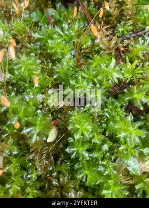 Badge Moss (Plagiomnium insigne Stock Photo - Alamy