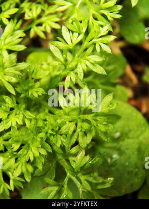 common soliva (Soliva sessilis Stock Photo - Alamy