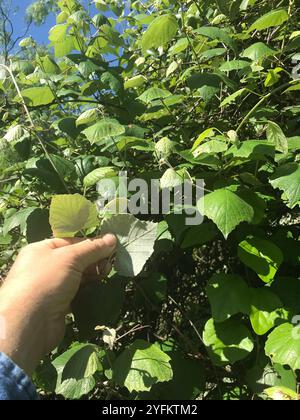 mustang grape (Vitis mustangensis Stock Photo - Alamy