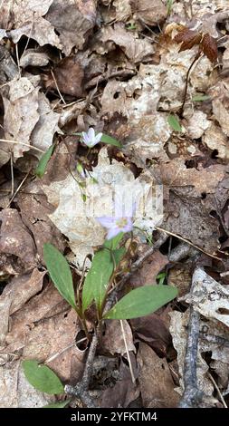 Carolina Springbeauty (Claytonia caroliniana Stock Photo - Alamy