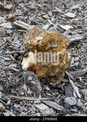Landscaping Black Morel (Morchella importuna) Fungi Stock Photo - Alamy