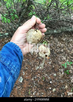 Spongy Oak Apple Gall Wasp (Amphibolips confluenta Stock Photo - Alamy