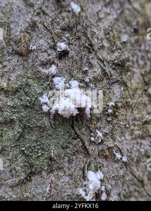 Beech Scale (Cryptococcus fagisuga Stock Photo - Alamy