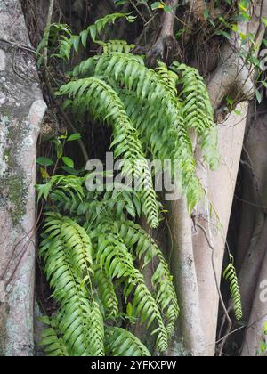 Broad Sword Fern (Nephrolepis biserrata Stock Photo - Alamy
