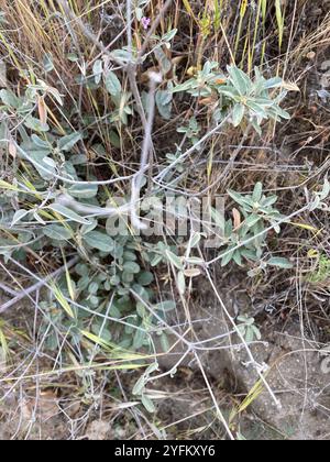 California croton (Croton californicus Stock Photo - Alamy