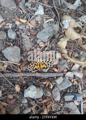 Ornate Tiger Moth (Apantesis ornata Stock Photo - Alamy