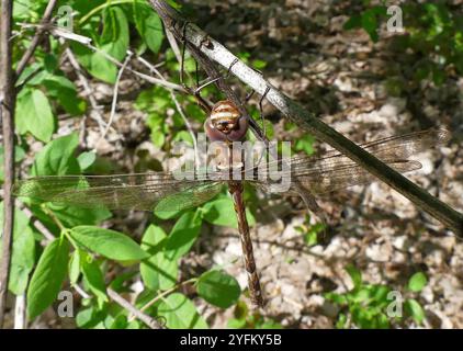 Stream Cruiser (Didymops transversa Stock Photo - Alamy
