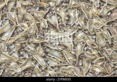 patterns of thin dried fish background Stock Photo - Alamy