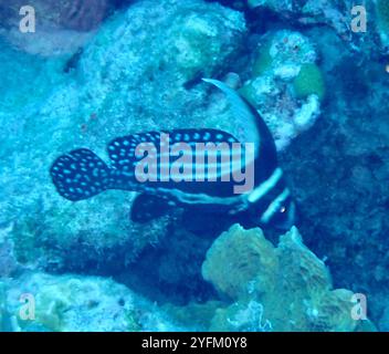 Spotted Drum (Eques punctatus Stock Photo - Alamy