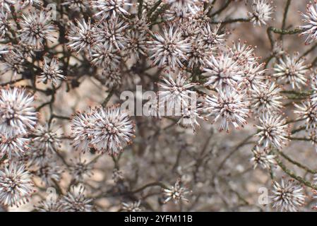 Hedgehog Snakebush (Stoebe microphylla Stock Photo - Alamy