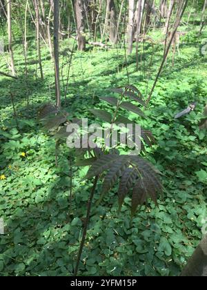 Tun tree (Toona sinensis Stock Photo - Alamy