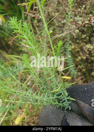 New Zealand linen flax (Linum monogynum Stock Photo - Alamy