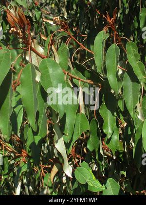 Lavender Feverberry (Croton gratissimus Stock Photo - Alamy