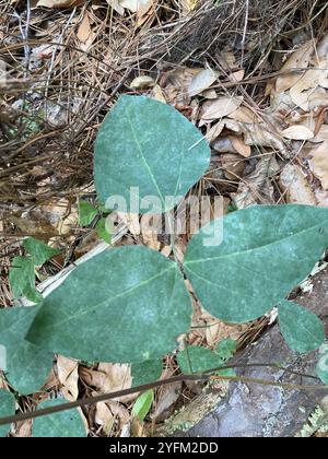 Thicket Bean (Phaseolus polystachios Stock Photo - Alamy