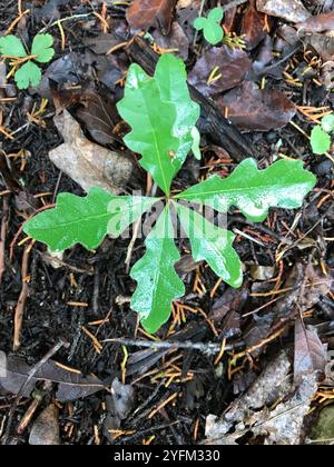 White Shin Oak (Quercus sinuata breviloba Stock Photo - Alamy