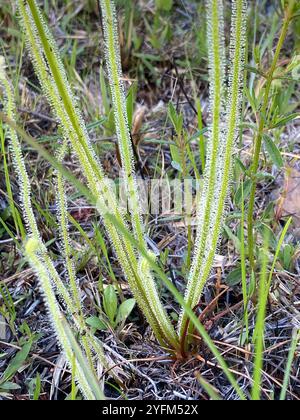 Tracy's sundew (Drosera tracyi Stock Photo - Alamy