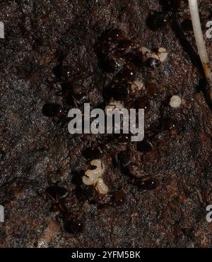 Furrowed Ants (Myrmica Stock Photo - Alamy